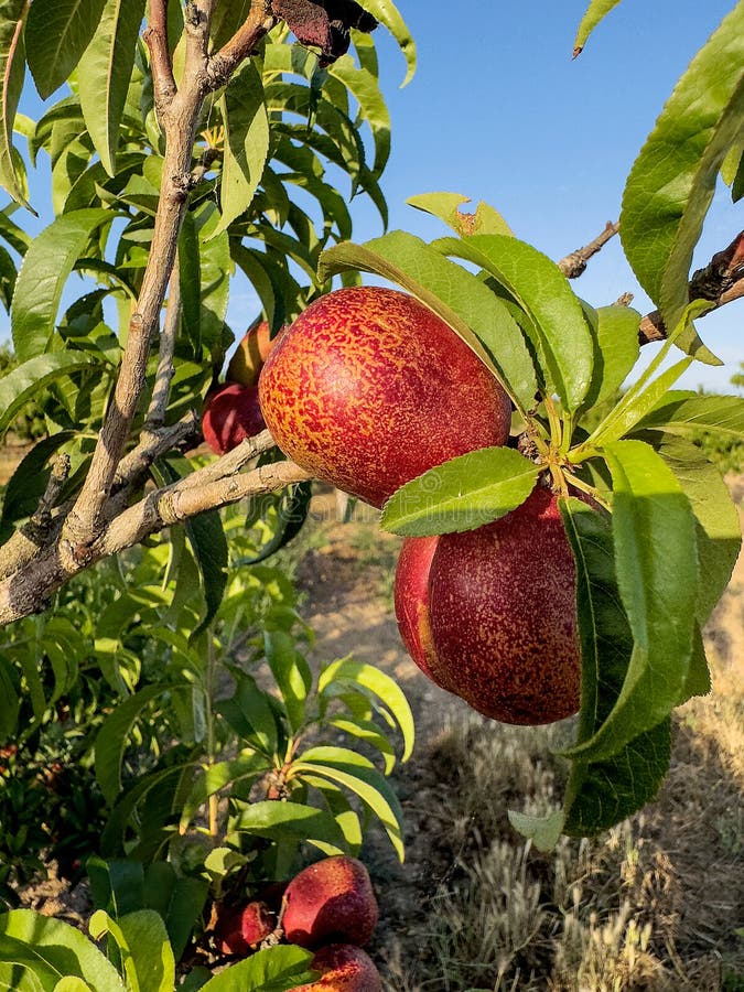 Beautiful Peaches Tree Late Daylight Stock Photos - Free & Royalty-Free ...