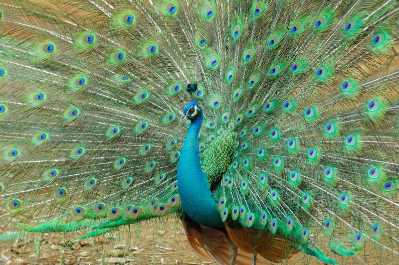 Beautiful peacock stock image. Image of bird, park, length - 14199135