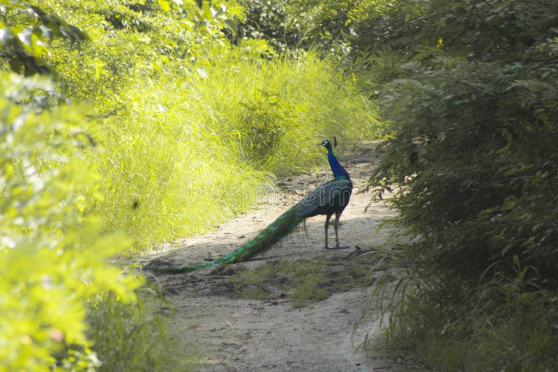 Taljai Hills Stock Photos - Free & Royalty-Free Stock Photos from ...