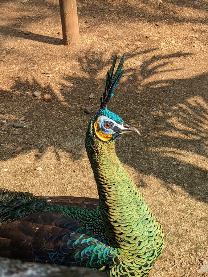 Beautiful Peacock Bird in the Garden Aviary Stock Photo - Image of ...
