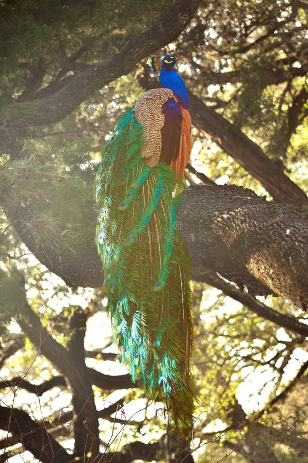Beautiful Peacock Closeup on Tree Stock Photo - Image of blue, detail ...