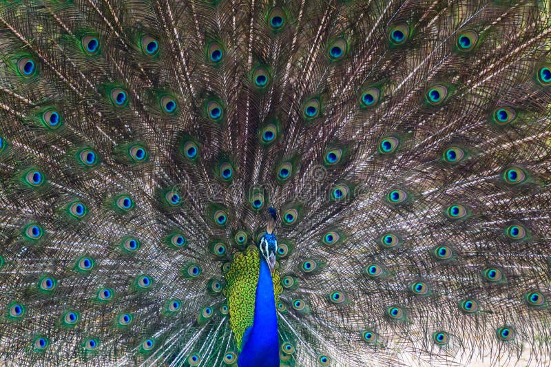 Beautiful Peacock Dance Display Close Up Shot In Yala National Park