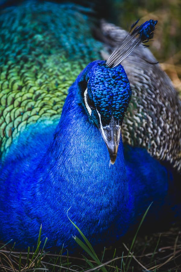 149 Beautiful Peacock Deep Blue Stock Photos - Free & Royalty-Free ...