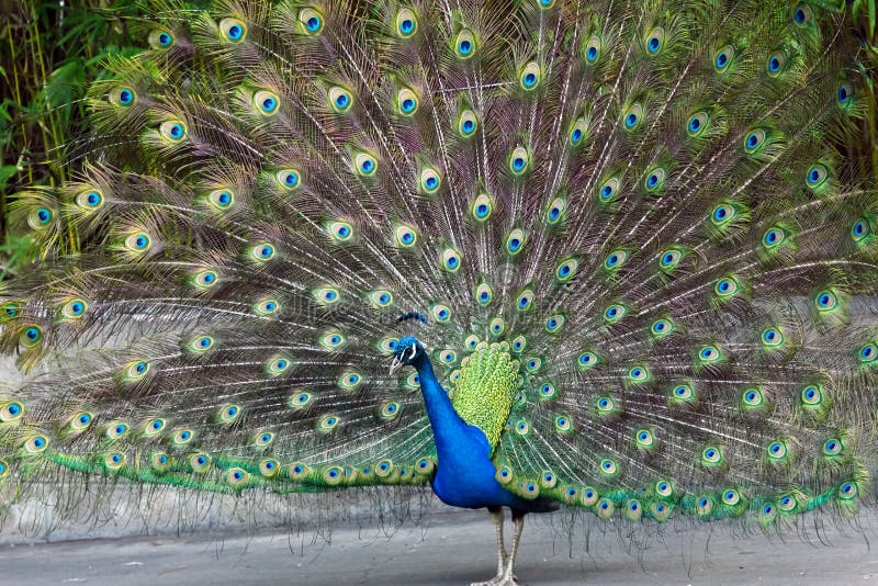 Peacock stock photo. Image of bright, showing, vibrant - 30051000