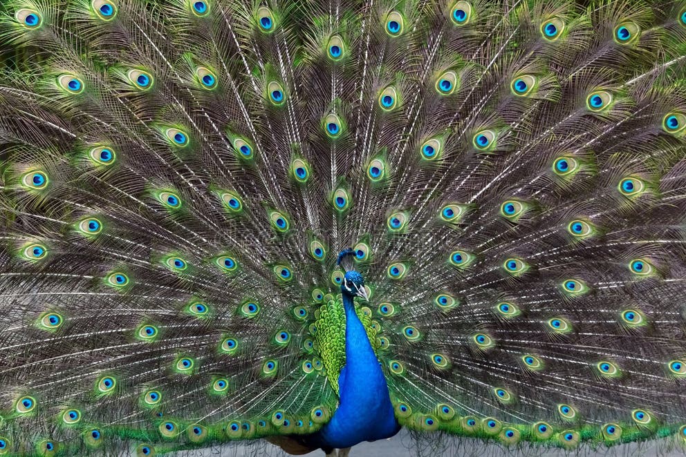 Peacock stock photo. Image of bright, showing, vibrant - 30051000