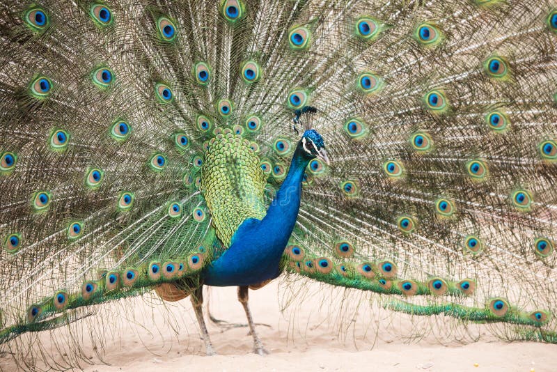 Beautiful Peacock with Eyelike Markings Stock Image - Image of feathers ...