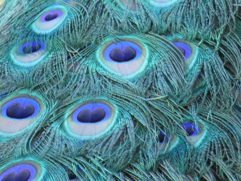 Beautiful Peacock of Fantastic Bright Colors of Long Feathers Stock ...