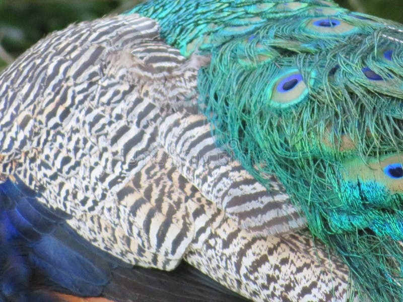 Pavo Real Vector Stock Photos - Free & Royalty-Free Stock Photos from ...