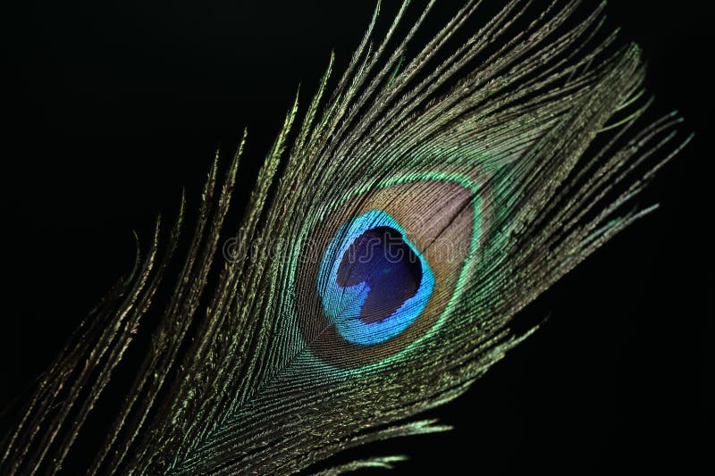 Beautiful Peacock Feather on Dark Background, Closeup Stock Photo ...