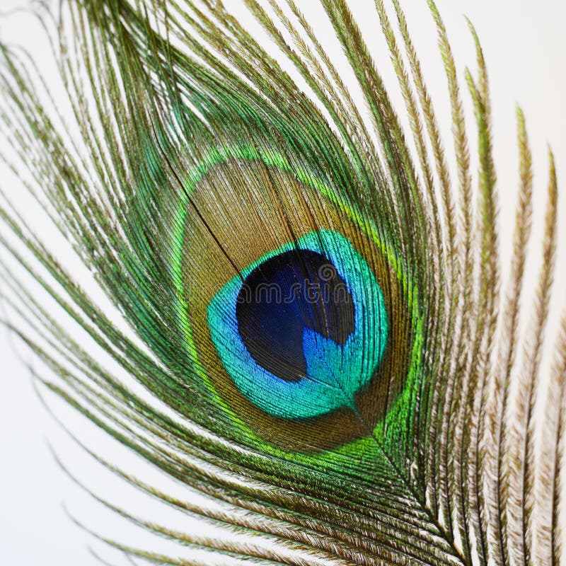 Beautiful peacock feather stock image. Image of animal - 194855545