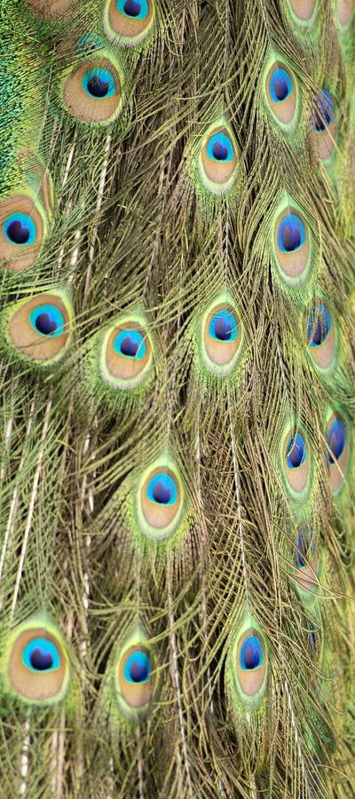 Beautiful peacock feathers stock image. Image of bright - 163150867