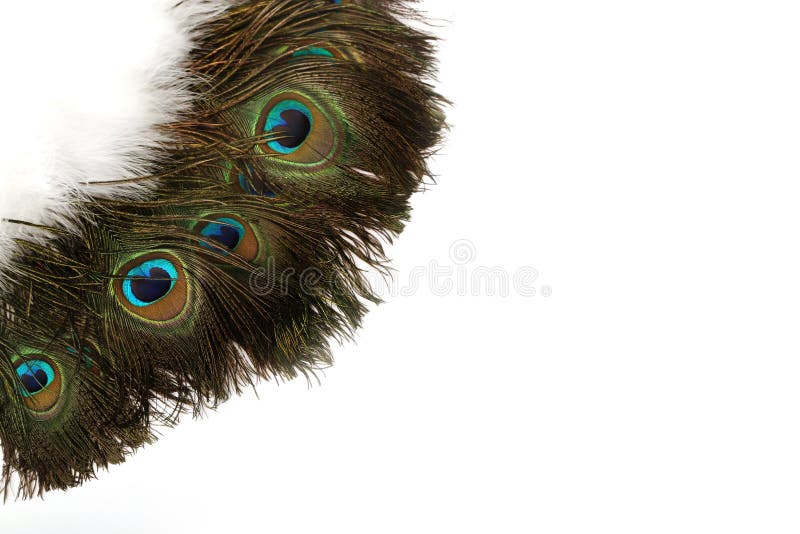 135 Faded Background Feathers Stock Photos - Free & Royalty-Free Stock ...