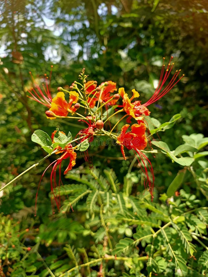 Beautiful peacock flower.. stock image. Image of beautiful - 288031901
