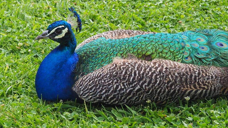 A Beautiful Peacock In The Garden Stock Image Image Of Peacock Displaying 181060933