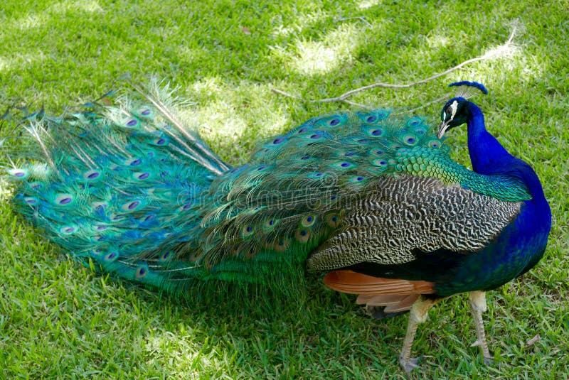 Peacock Tail Down