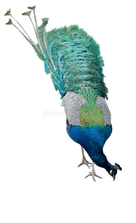 Beautiful Peacock Isolated on White Stock Photo - Image of white, side ...