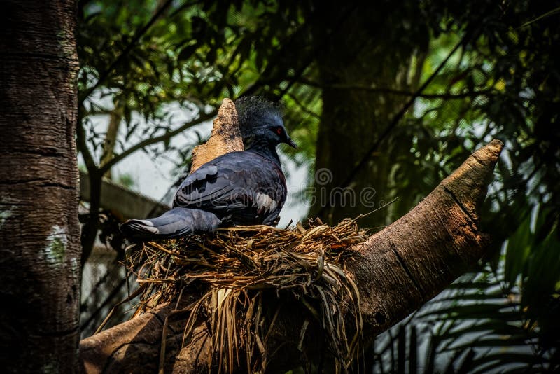Beautiful Peacock in the Jungle Stock Photo - Image of wild, dense ...