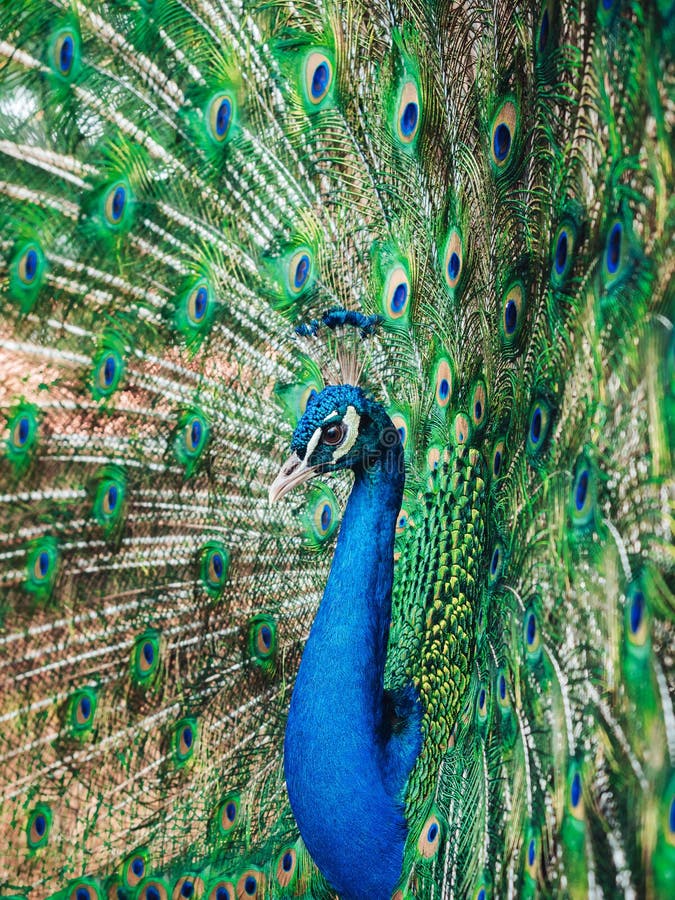 Beautiful Peacock with Mesmerizing Green Feathers Stock Image - Image ...