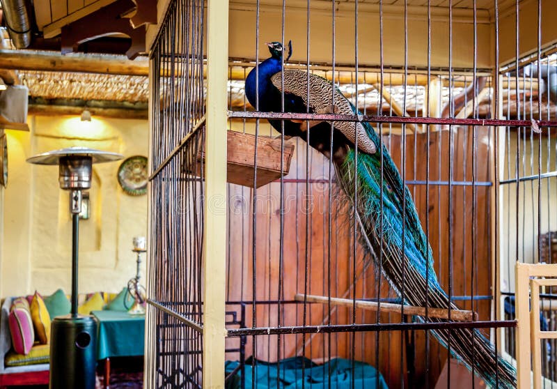 Beautiful Peacock in Metal Cage Stock Photo - Image of cage, inside ...