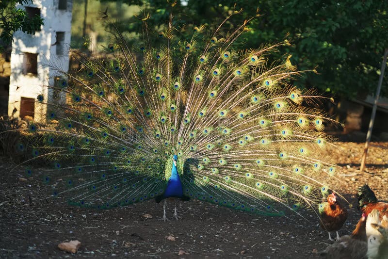 Beautiful peacock stock image. Image of animal, feathers - 261032145