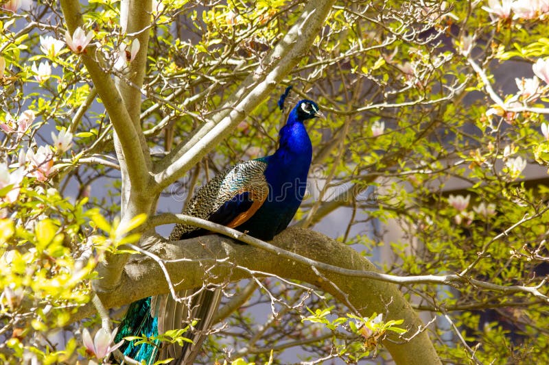 Peacock Sitting on a Tree in the Park Stock Image - Image of nature ...