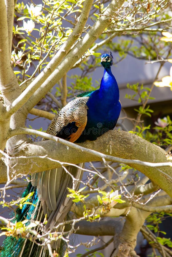 Peacock Sitting on a Tree in the Park Stock Image - Image of animals ...