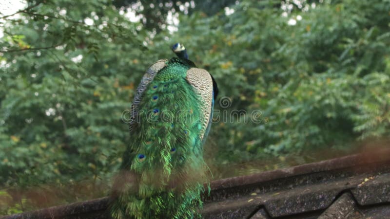 The Beautiful Peacock is Sitting on the Shell. Shakes Its Neck Stock ...