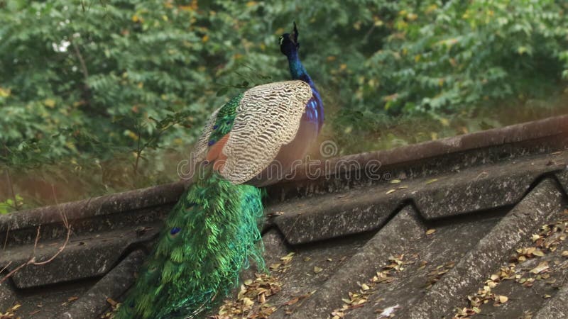 The Beautiful Peacock is Sitting on the Shell. Shakes Its Neck Stock ...