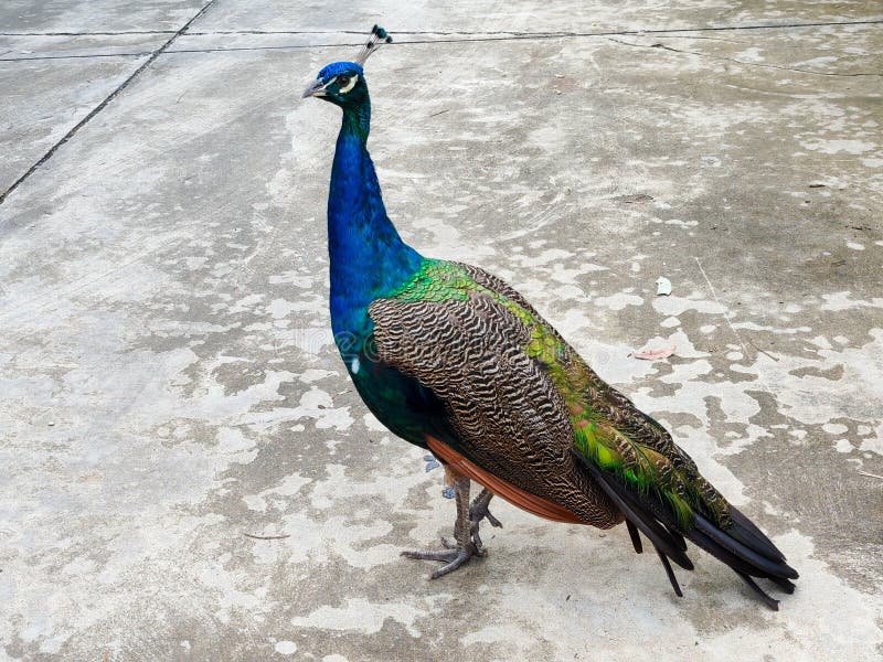 Beautiful Peacock Standing in the Garden. Stock Photo - Image of ...