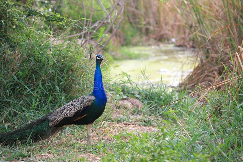 Beautiful Peacock Standing on Meadow Stock Photo - Image of feather ...