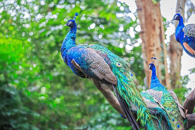 Beautiful Peacock Standing on the Tree Stock Image - Image of branch ...