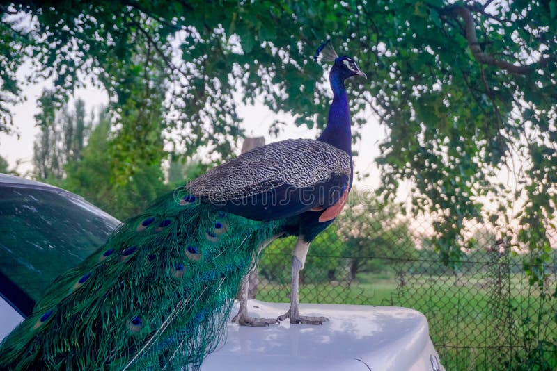 A Beautiful Peacock Stands on a Car Stock Photo - Image of blue ...