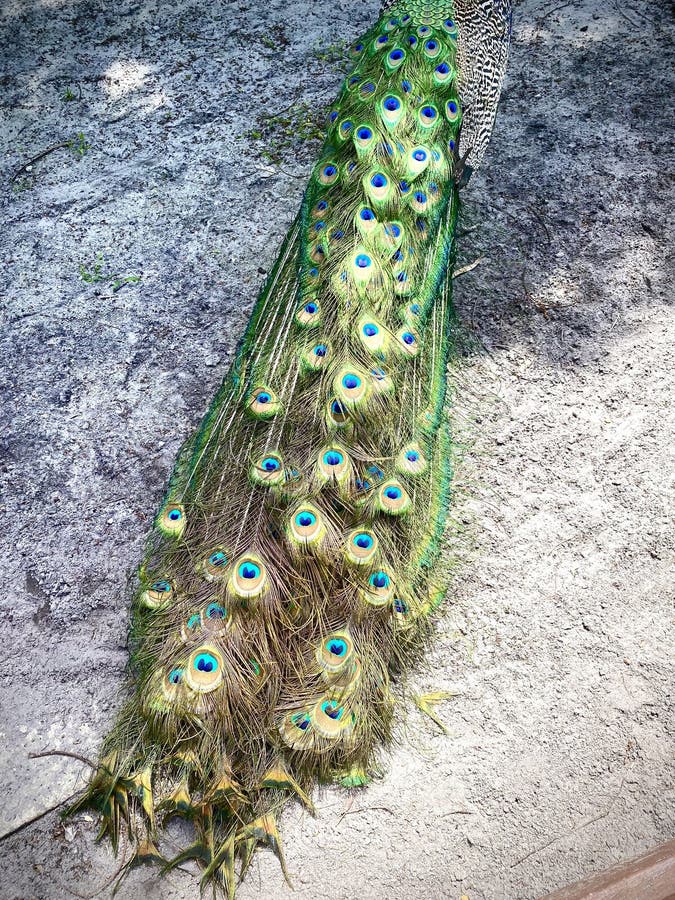 Beautiful Peacock Tail and Feathers Trailing Behind Peacock Stock Photo ...
