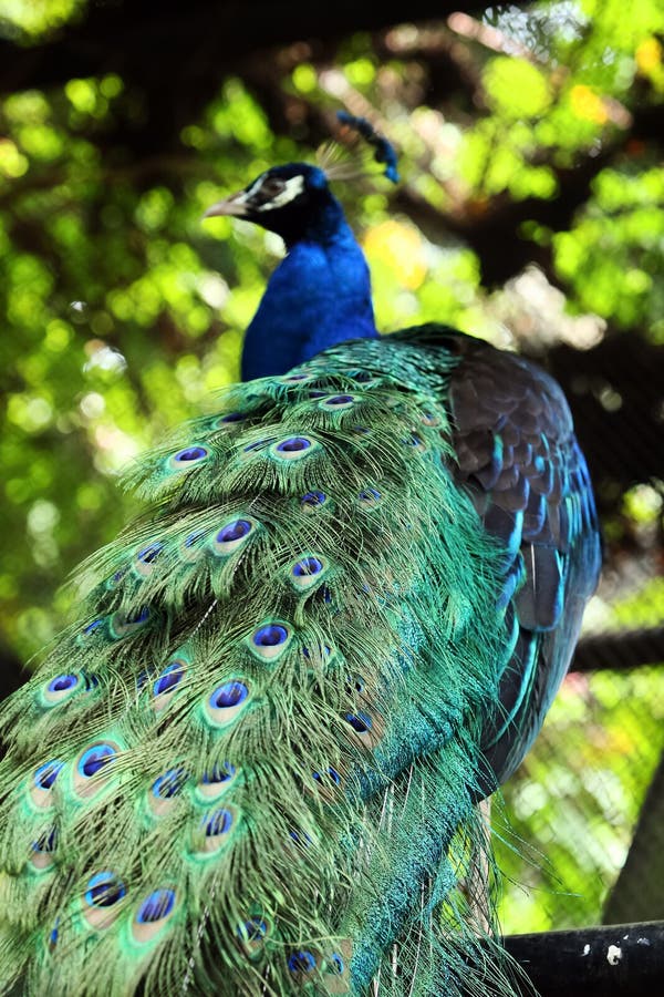 Peacock Features Exotic Art Stock Image - Image of green, copy: 46278851