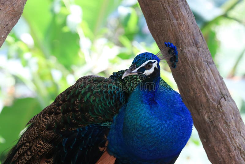 Beautiful Peacock on the Tree Stock Photo - Image of beautiful ...
