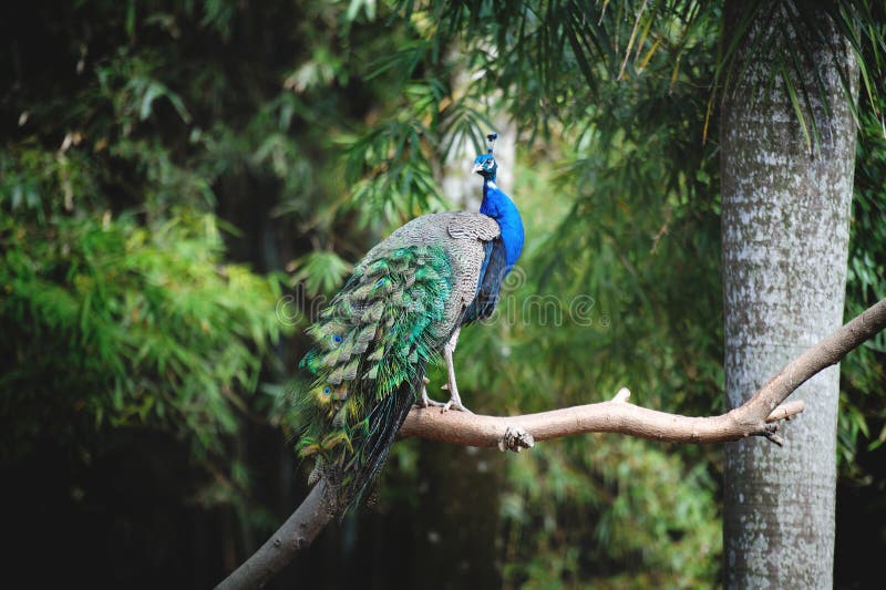 A Beautiful Peacock on a Tree Stock Photo - Image of neck, peacock ...