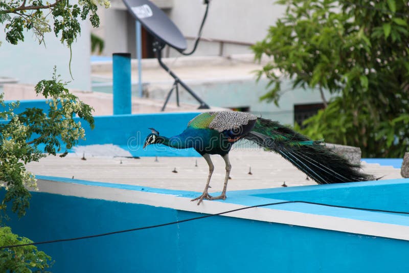 Beautiful Peacock on a White-blue Structure with Trees and Satellites ...