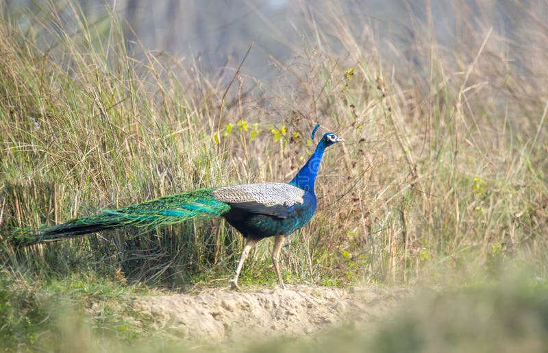 Peacock stock photo. Image of green, animal, wetland - 269518324