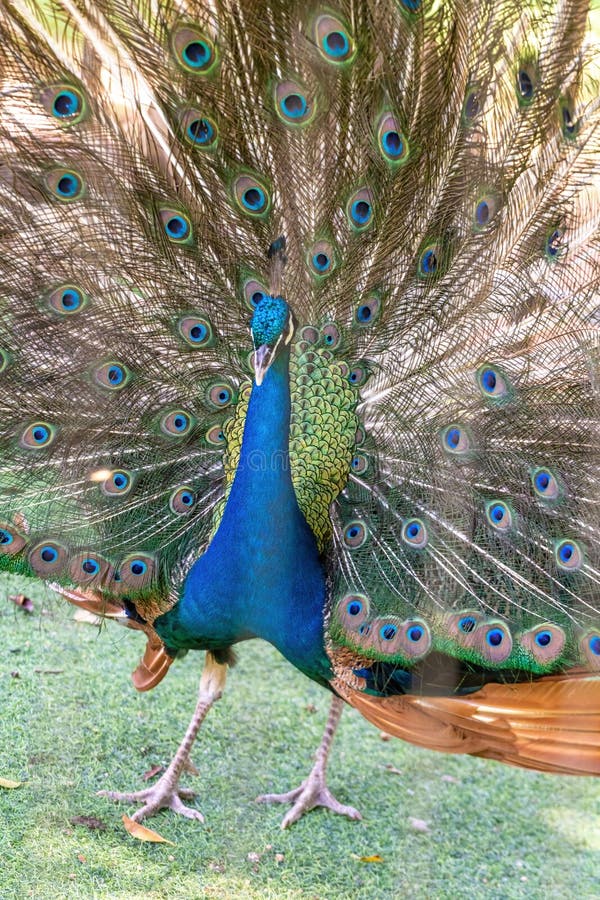 A Peacock is Walking Outside Stock Photo - Image of subclass, charm ...