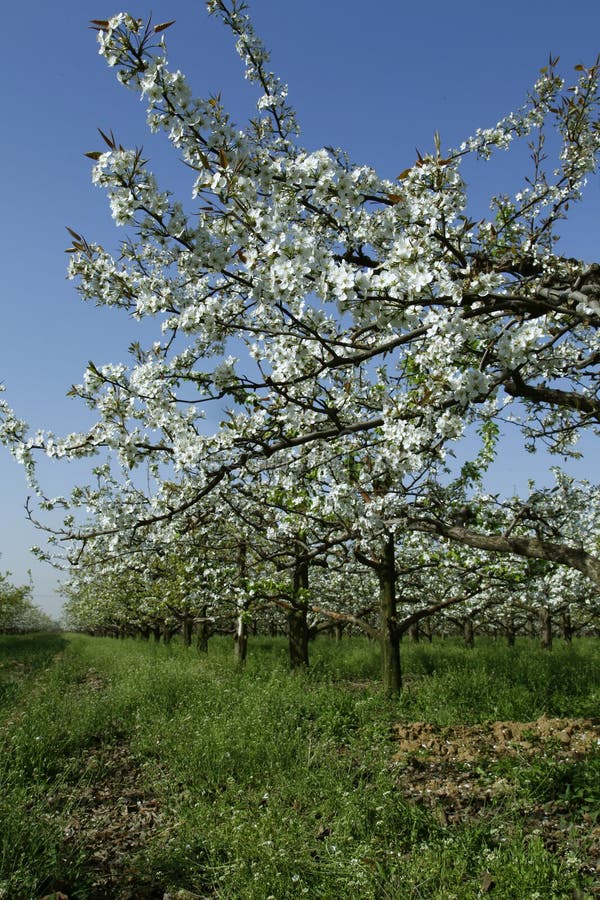 Beautiful pear stock photo. Image of mountain, scenery - 303929166