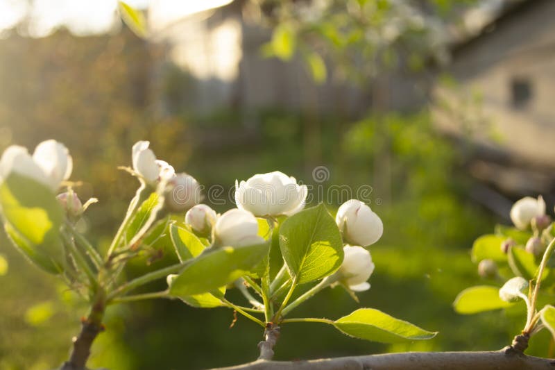 Beautiful Pear Blossoms Illuminated by the Rising Sun. Fruit Trees ...