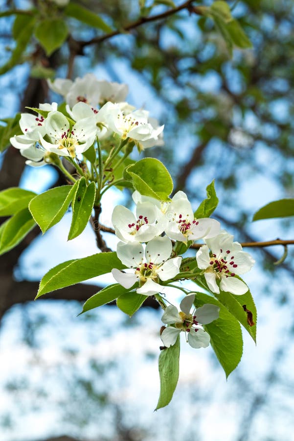 Beautiful Pear Tree Flowers on Branch in Spring. Close-up of White ...