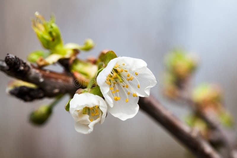 Beautiful Pear Tree Flowers with Natural Background Stock Image - Image ...