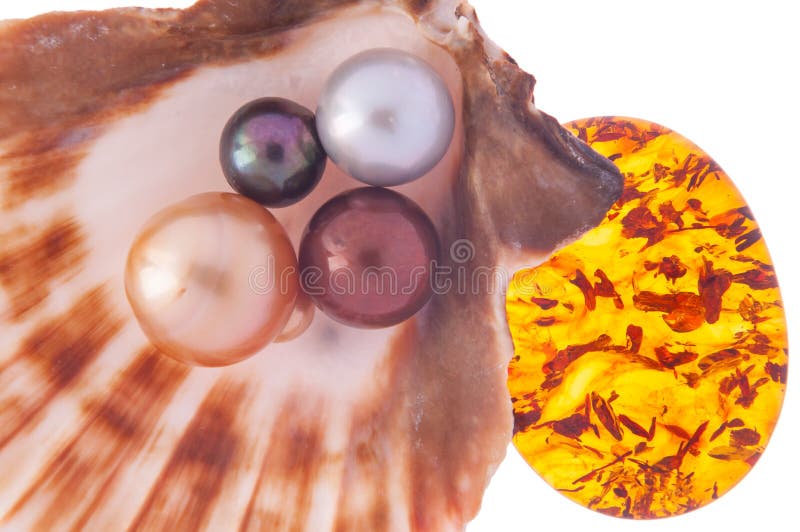 Shell, Amber and Sea Wood, Lithuania Stock Image - Image of nature ...