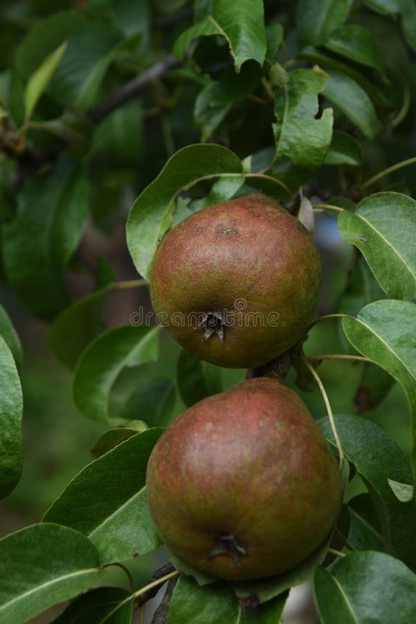 Beautiful Pears on Tree stock photo. Image of grow, nature - 127061458
