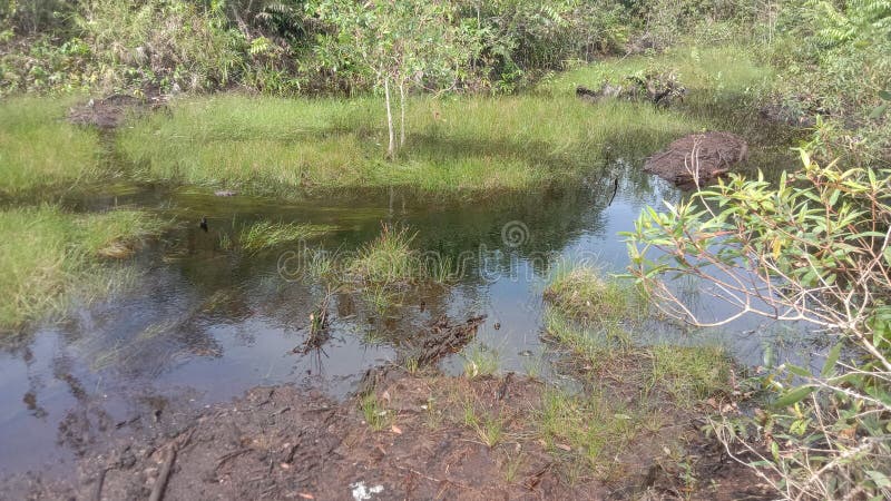 Beautiful peat forest stock image. Image of forest, peat - 261737119