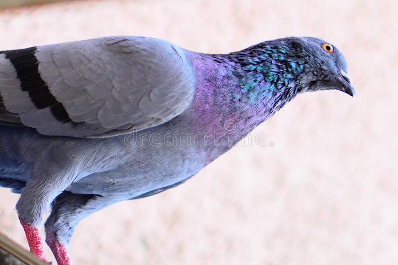 Beautiful Pegion, Indian Pegion Stock Image - Image of animal, finch ...