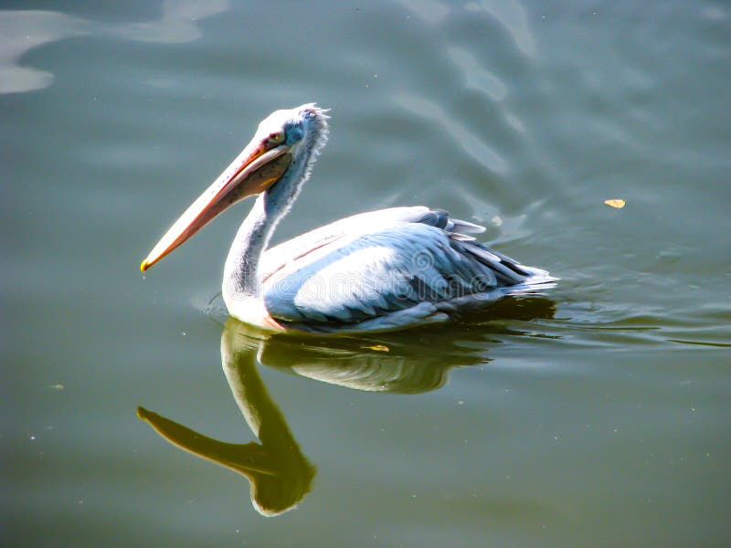 Beautiful Pelican Floats on Water in Sunny Day Stock Image - Image of ...