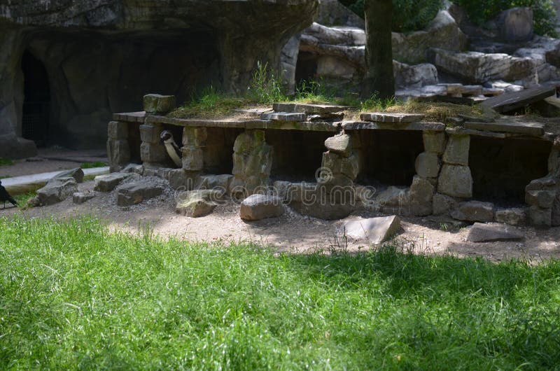 Beautiful Penguin Inside Rock Structure in Zoo Enclosure Stock Photo ...