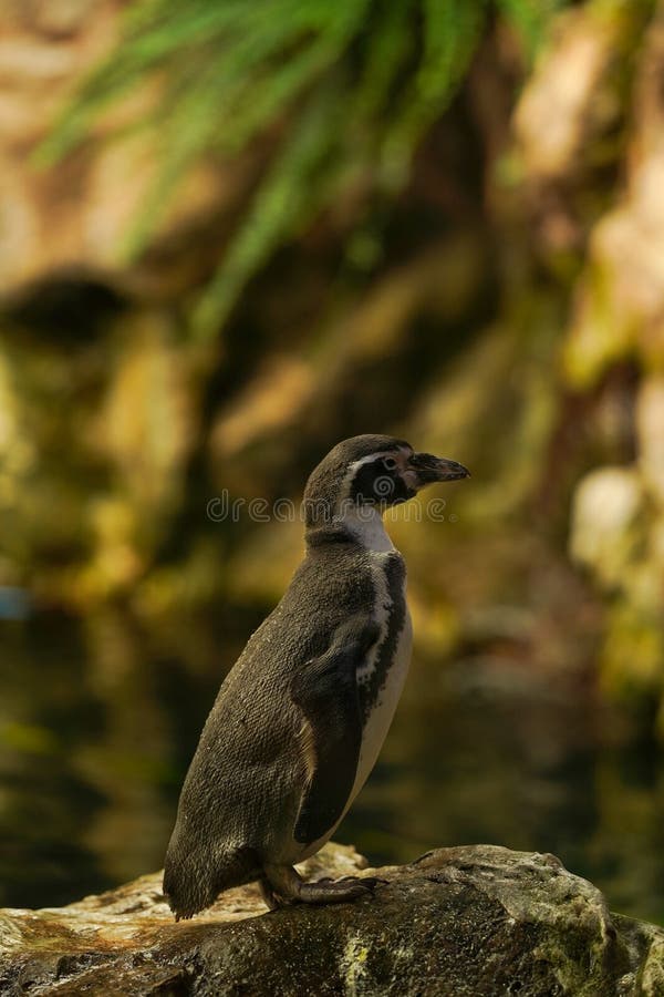 Beautiful Penguin on the Rock Stock Photo - Image of penguins ...